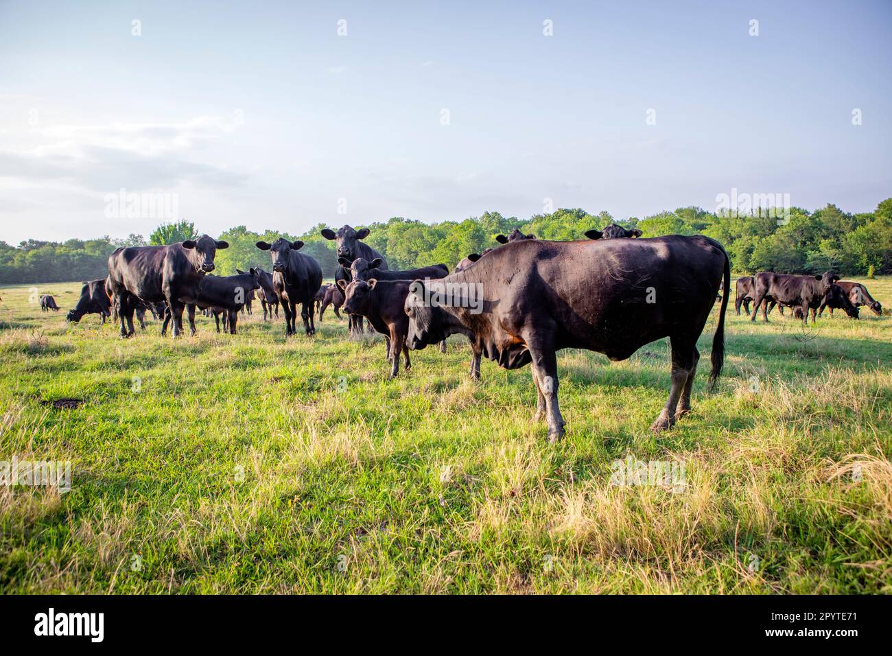Livestock environment hi-res stock photography and images - Alamy