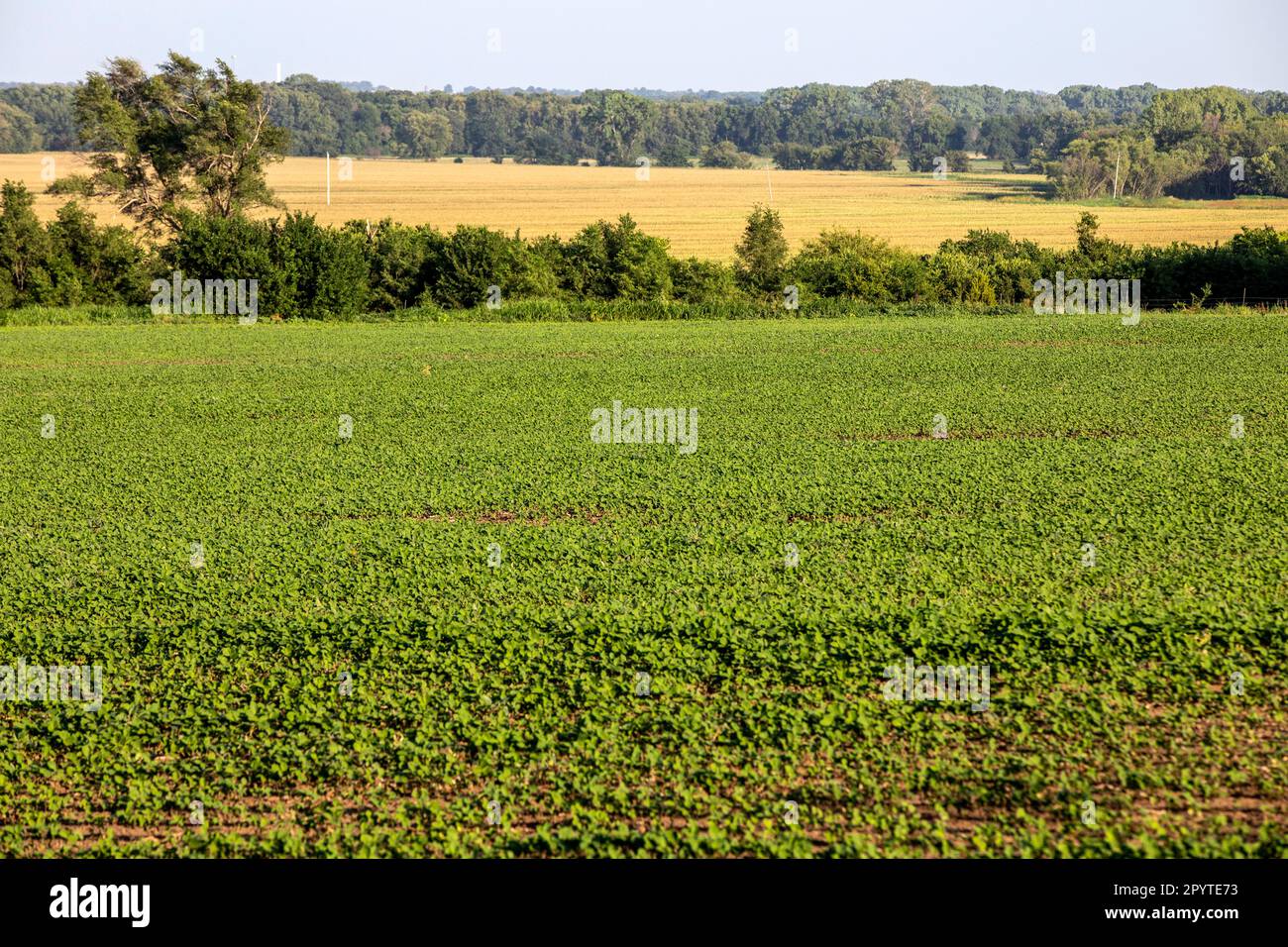 Soybean crop fields in Kansas Stock Photo - Alamy