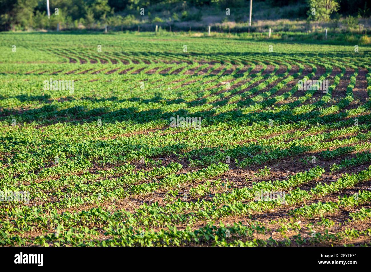 Soybean crop fields in Kansas Stock Photo - Alamy
