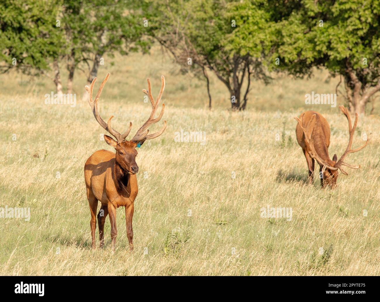 Elk raised on livestock ranch in Kansas Stock Photo - Alamy