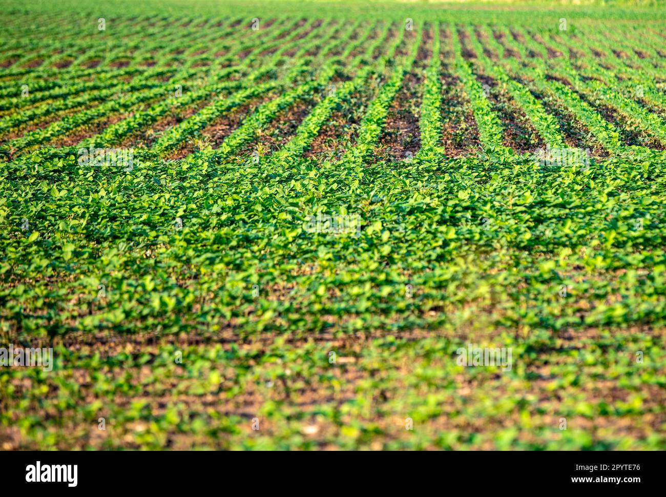 Soybean crop fields in Kansas Stock Photo - Alamy