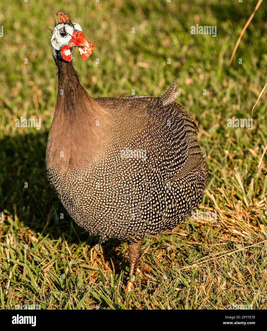 Guinea fowl on a farm in Kanasa Stock Photo - Alamy