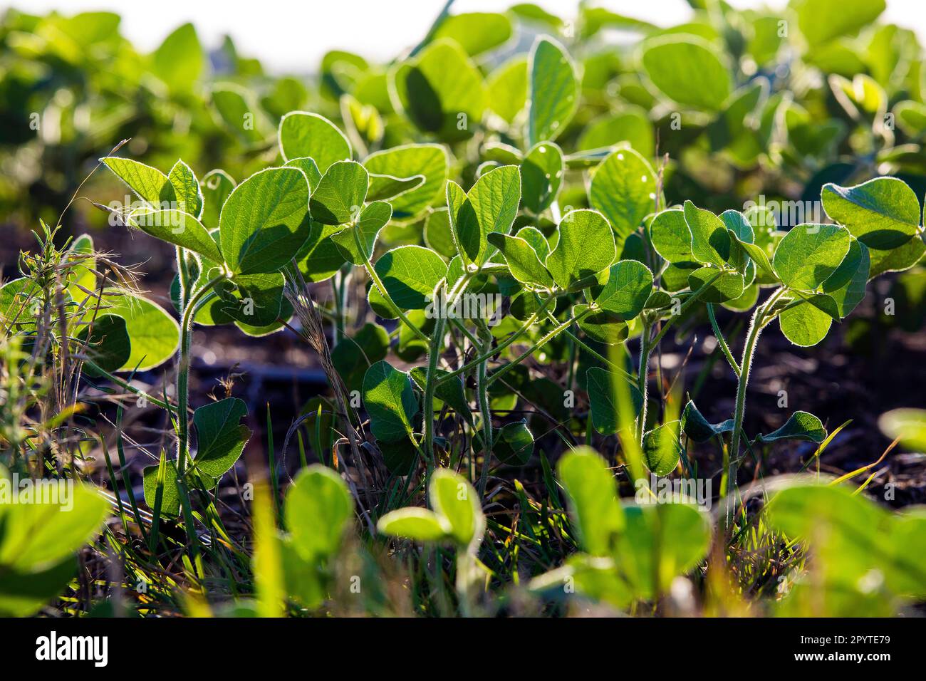 Soybean crop fields in Kansas Stock Photo - Alamy