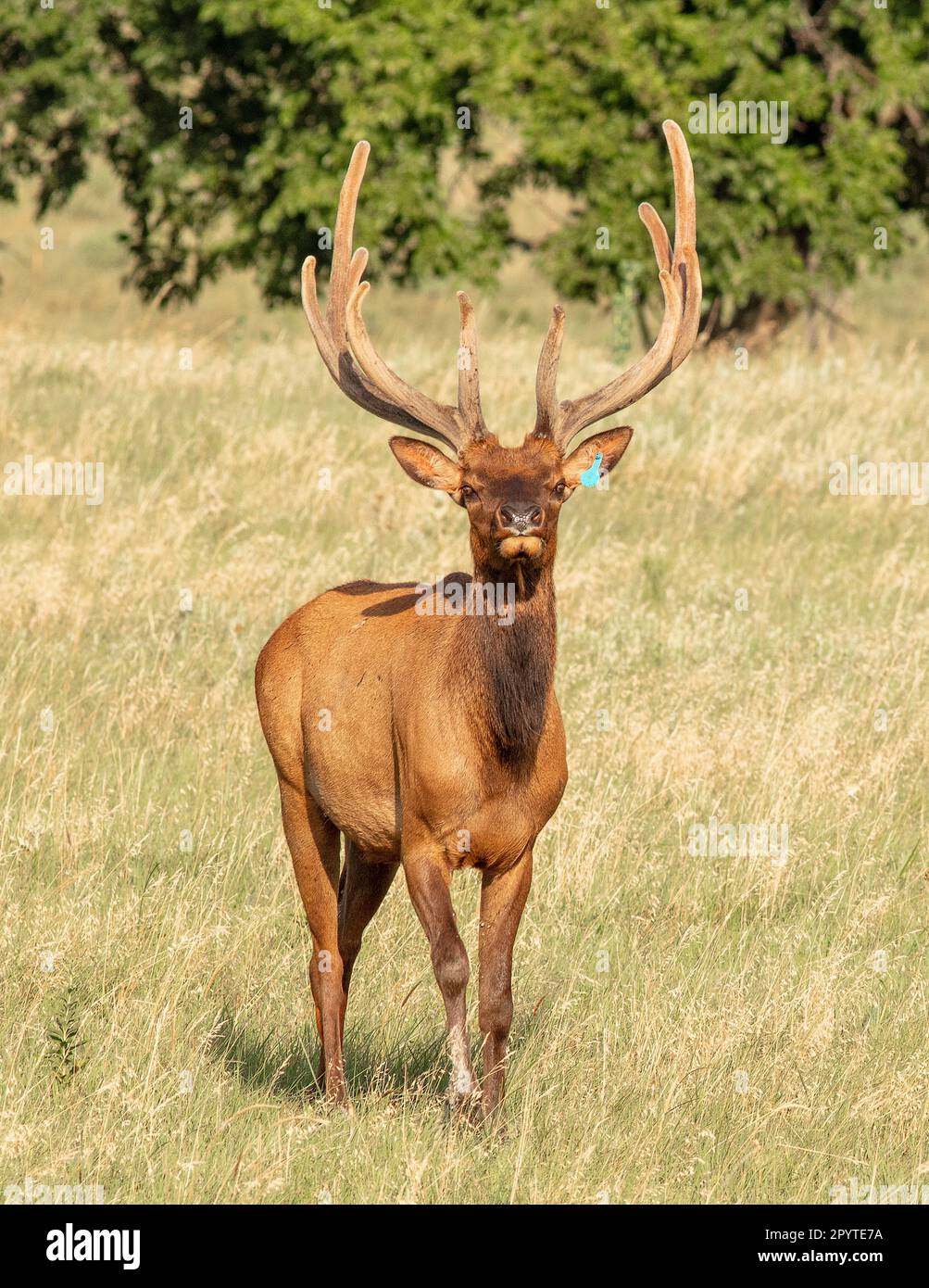 Elk raised on livestock ranch in Kansas Stock Photo - Alamy