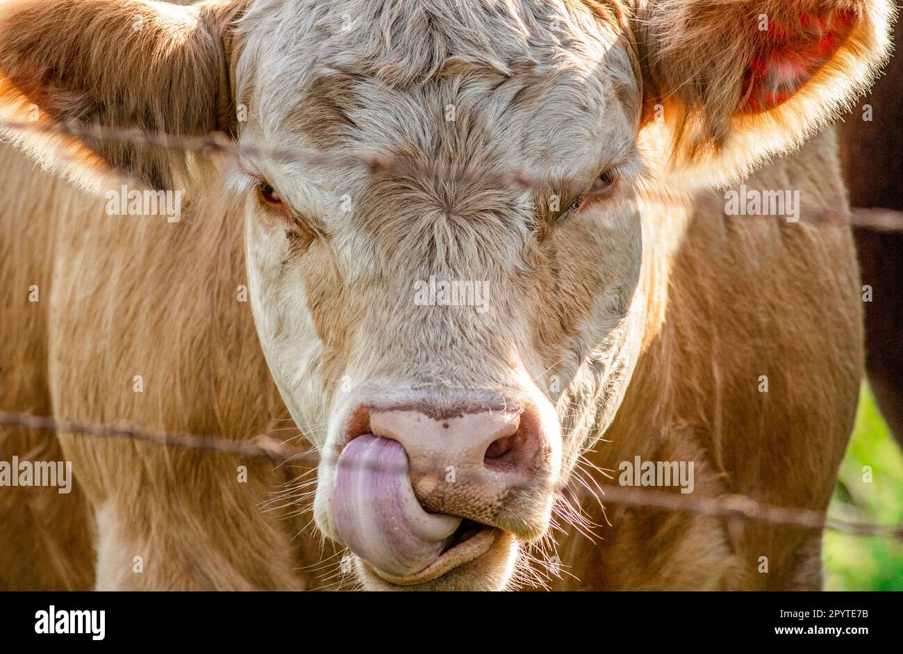 Cattle on livestock ranch in Kansas Stock Photo - Alamy