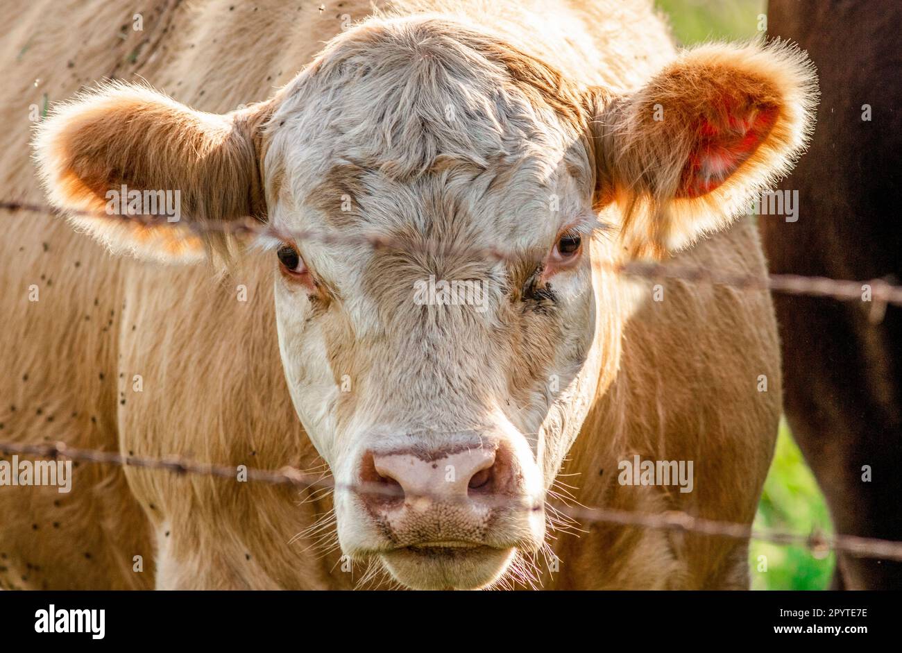 Cattle on livestock ranch in Kansas Stock Photo - Alamy