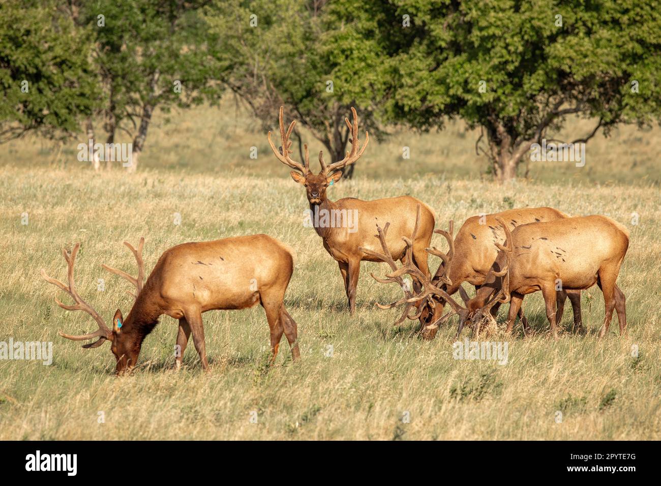 Elk raised on livestock ranch in Kansas Stock Photo - Alamy