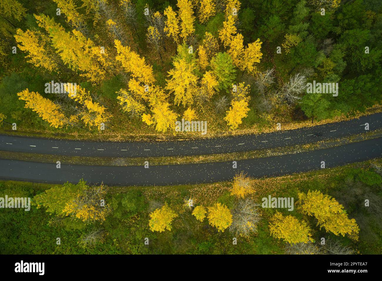 Countryside road between autumn trees in forest Stock Photo - Alamy