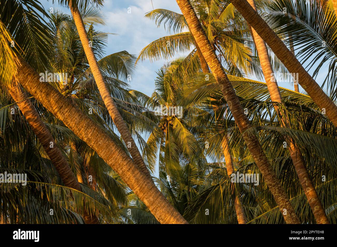 Photography of sunlit trees hi-res stock photography and images - Alamy