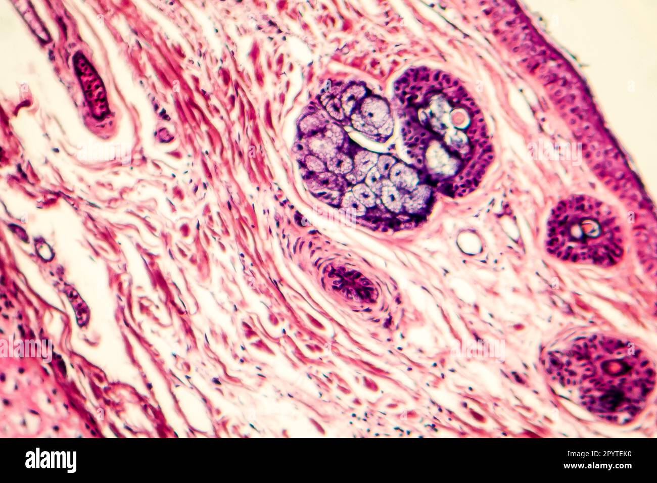 Connective tissue located at human outer ear, light micrograph ...