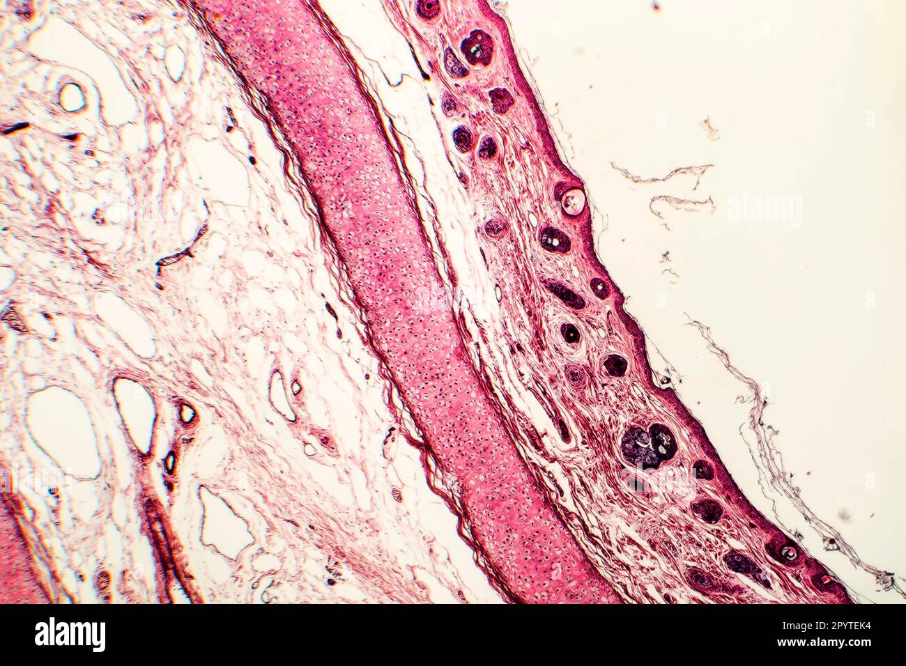 Elastic cartilage of human outer ear, light micrograph Stock Photo - Alamy