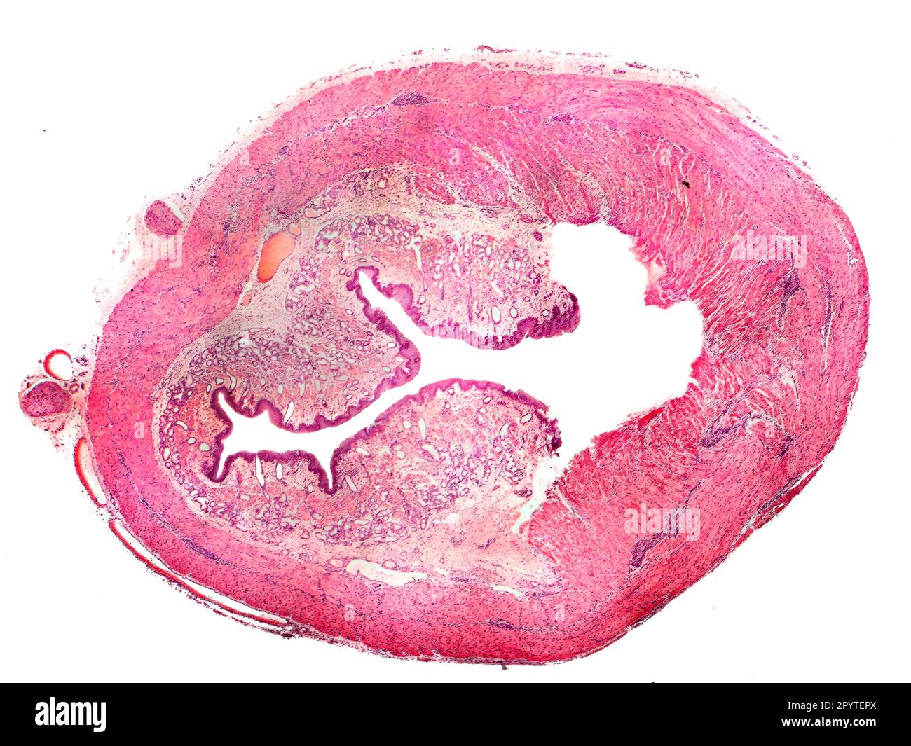 Cross-section of human esophagus, isolated on white background. Light ...