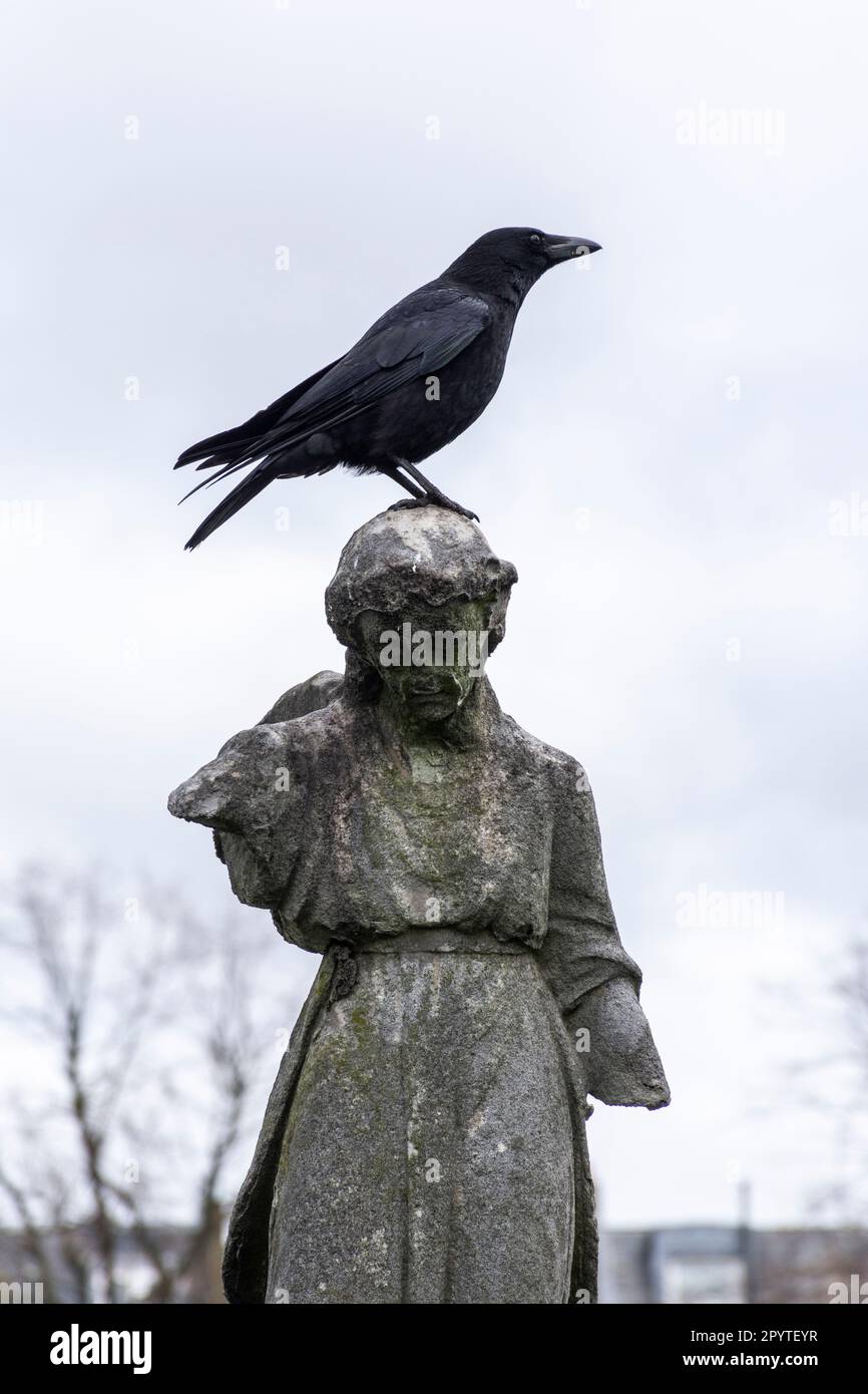 Beautiful view to black raven over old statue tombstone Stock Photo - Alamy