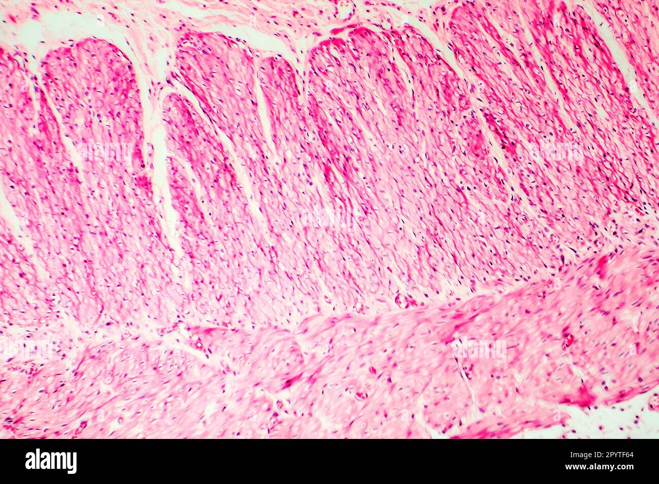 Human smooth muscle, cross section, light micrograph Stock Photo - Alamy