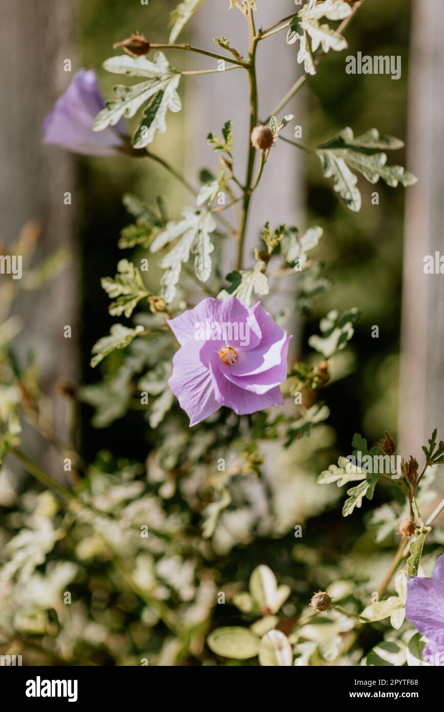 San Juan Capistrano Flower Bloom Stock Photo - Alamy