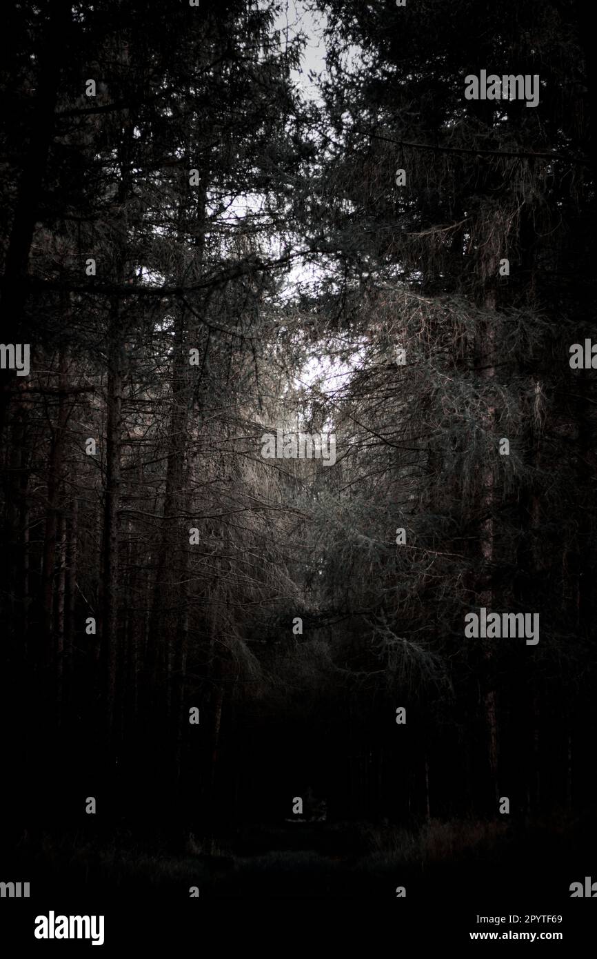 A dimly lit forest with a pathway winding through tall tree trunks and ...