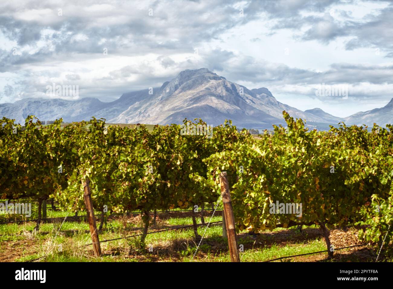Farm, vineyard and mountain in the background for agriculture ...
