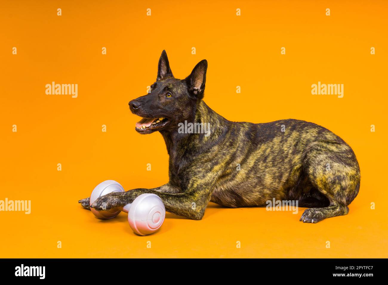 Dutch Shepherd holding dumbbell on red and yellow background Stock ...