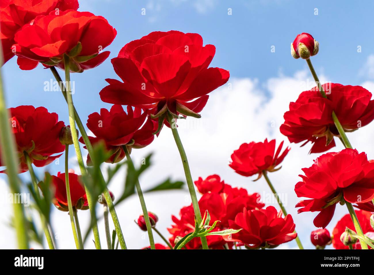 Red buttercup flower hi-res stock photography and images - Alamy