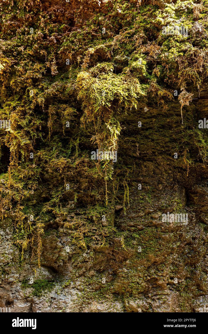 A cliff surface covered with a thick layer of moss Stock Photo - Alamy