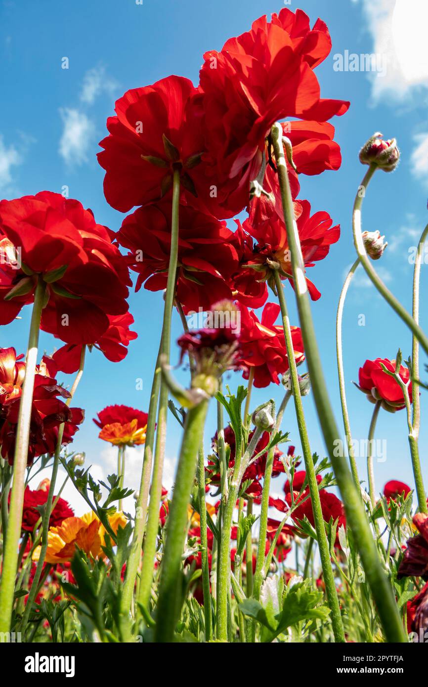 Red Ranunculus flowers. Red blooming buttercup flowers against blue sky ...