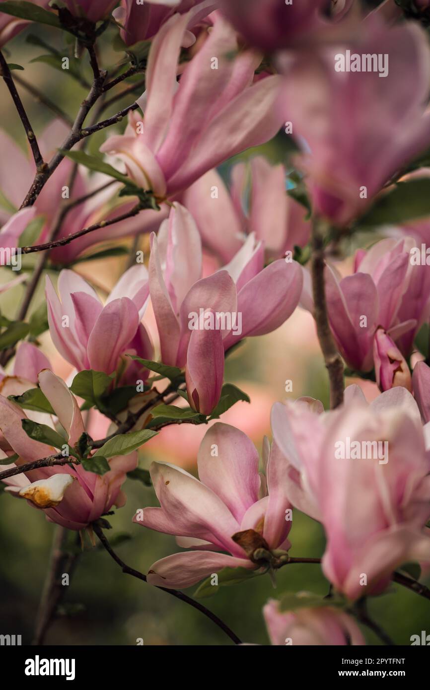 Magnolia soulangiana "Alexandrina" flower buds Stock Photo - Alamy