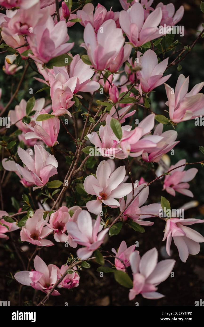 Magnolia soulangiana "Alexandrina" flower buds Stock Photo - Alamy