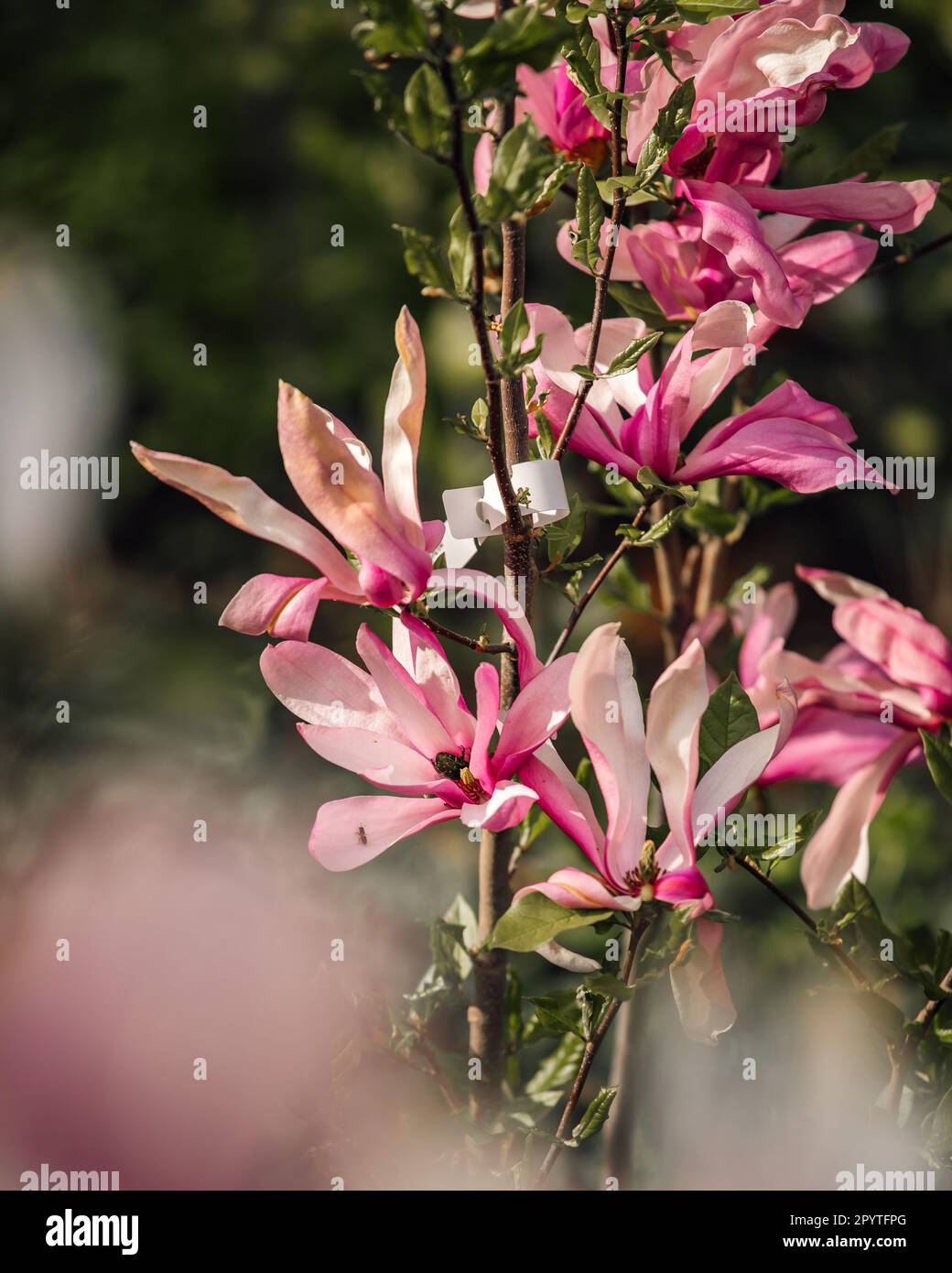 Magnolia Betty flower buds plant Stock Photo - Alamy