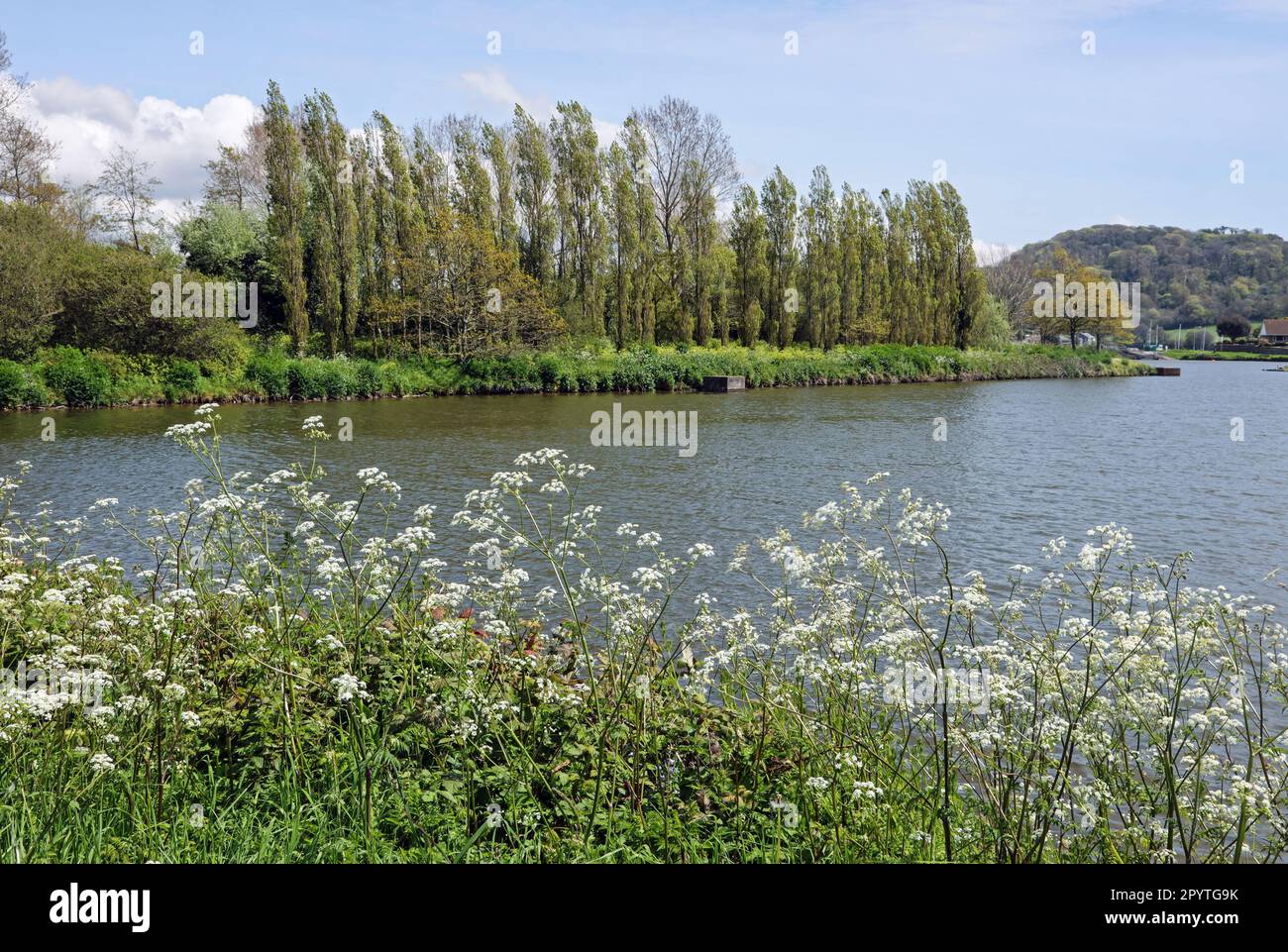 A row of Poplar trees in the compact Millbrook Park beside the lake in ...