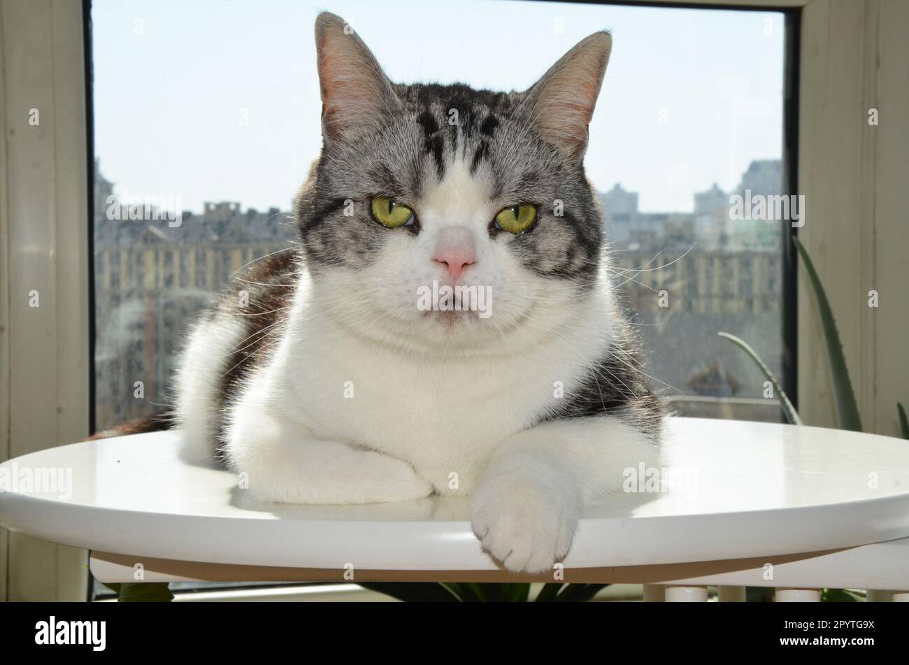 Cute American Shorthair cat close-up Stock Photo - Alamy