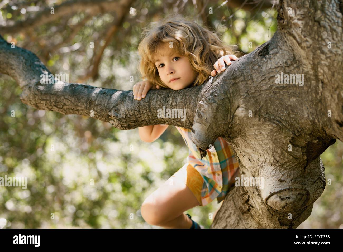 Child hugging a tree branch. Little boy kid on a tree branch. Kid ...