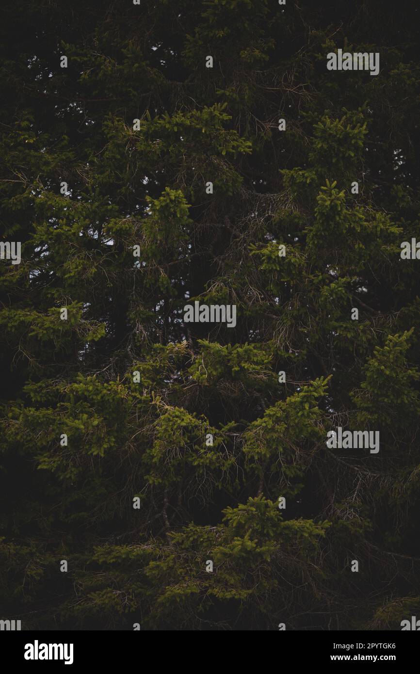 The dark green branches of coniferous trees in the forest Stock Photo ...