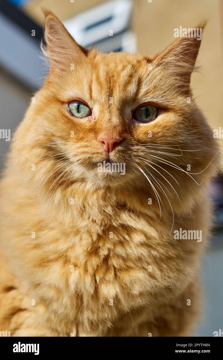 Light Ginger Cat With Green Eyes