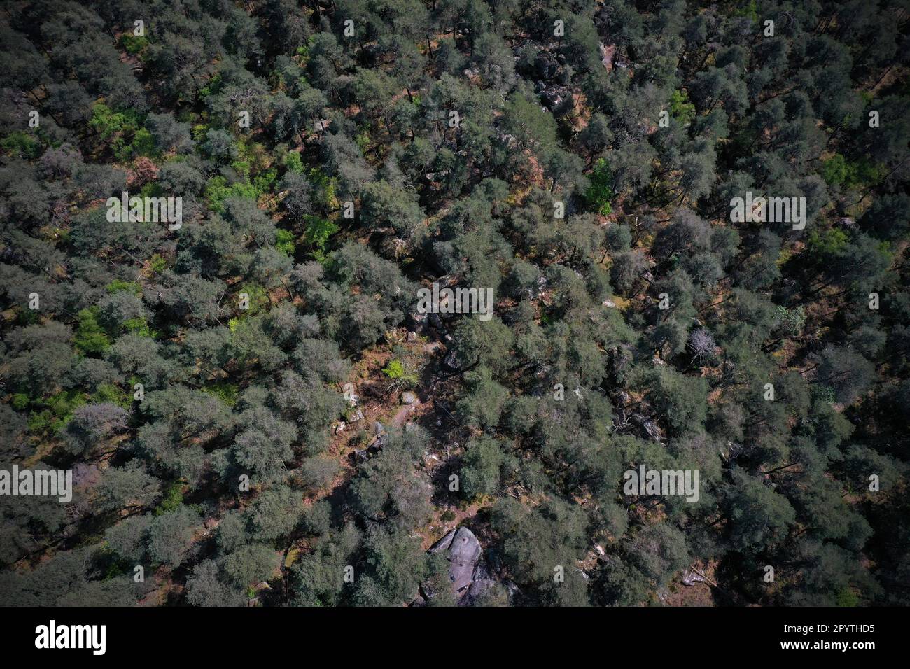 aerial view on the forest of Fontainebleau in Seine et Marne Stock ...