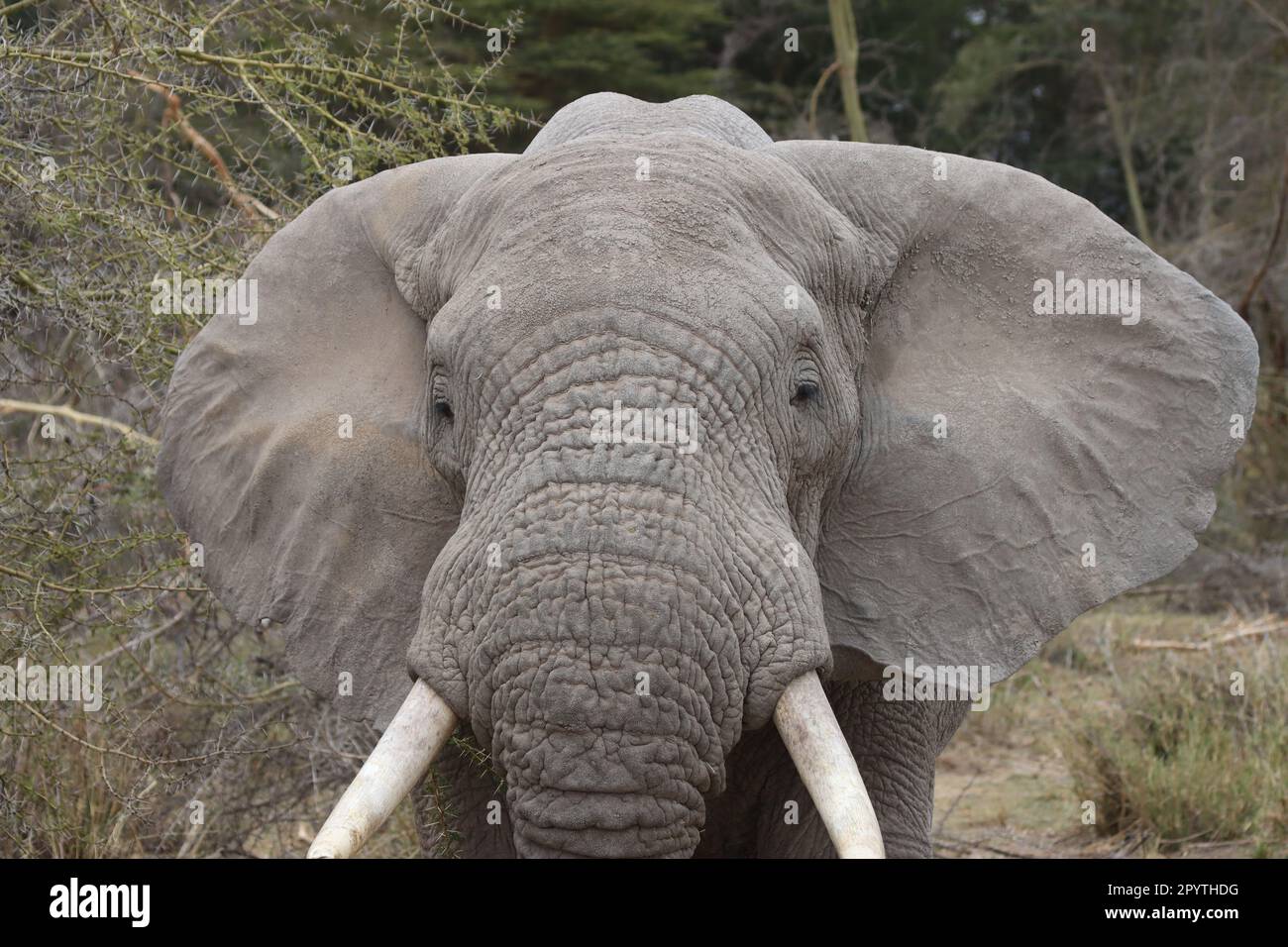 Kenya elephant hunt hi-res stock photography and images - Alamy