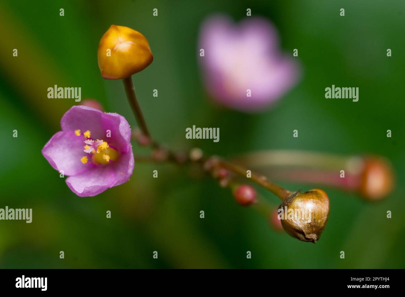 A vibrant purple Ceylon spinach (Talinum fruticosum) with bright yellow ...