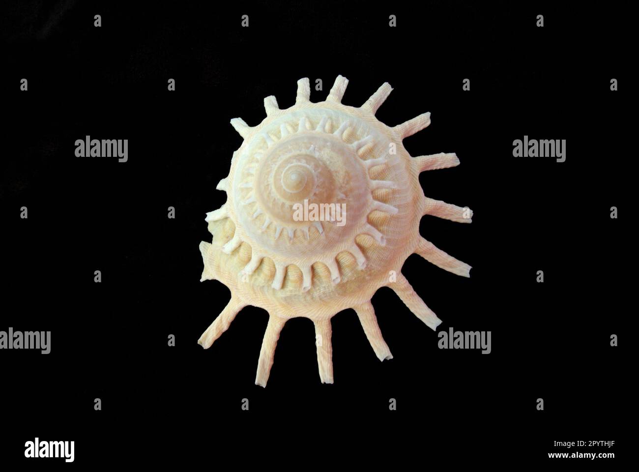 Spiral seashell black white hi-res stock photography and images - Alamy