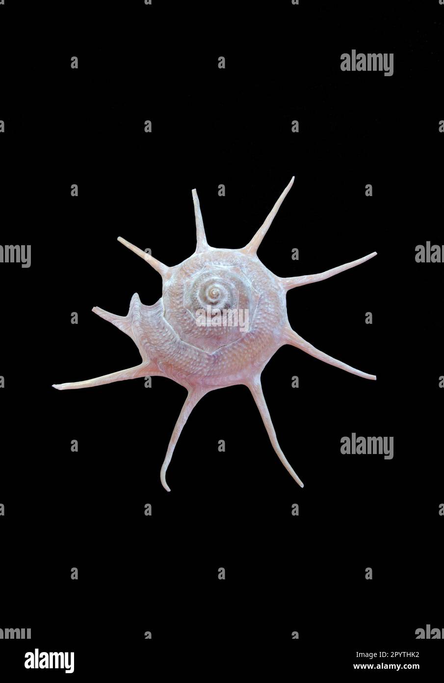 Sea shell isolated on black background Stock Photo - Alamy