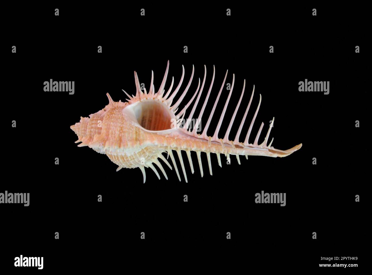 Sea shell isolated on black background Stock Photo - Alamy