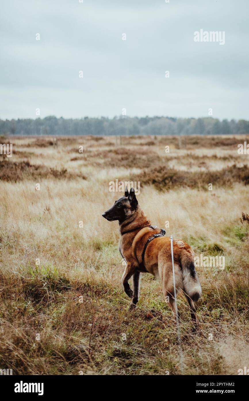 An adorable dog looking out into the distance, standing in a lush green ...