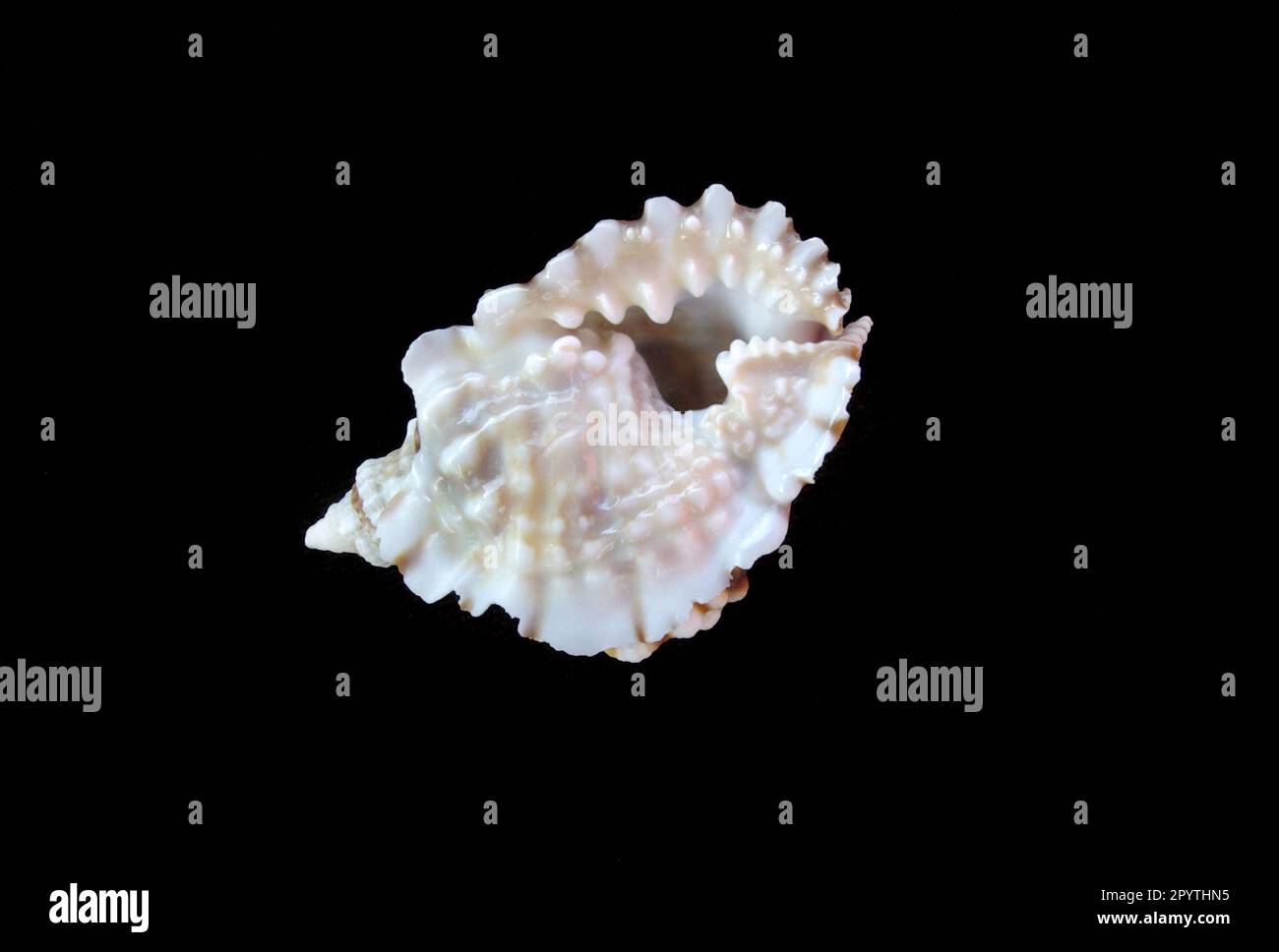 Nautilus shell on black hi-res stock photography and images - Alamy