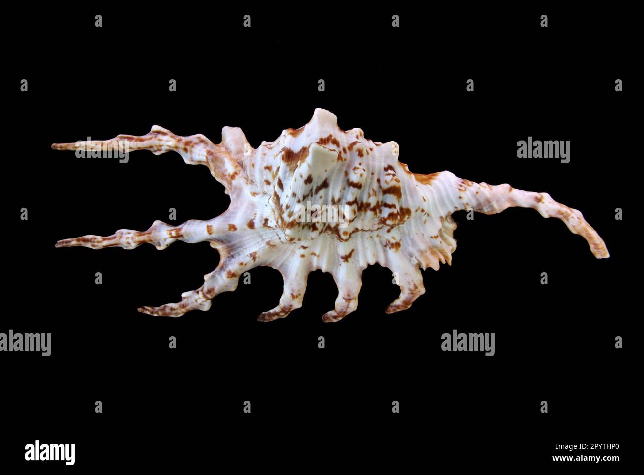 Nautilus shell on black hi-res stock photography and images - Alamy