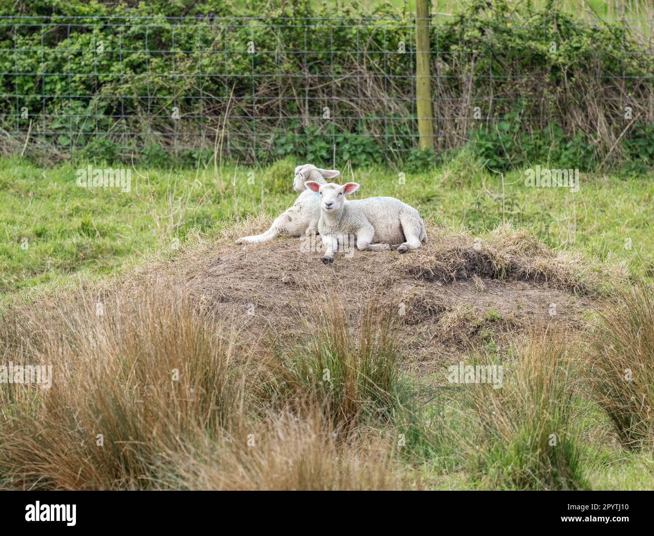 Mound of hay hi-res stock photography and images - Alamy