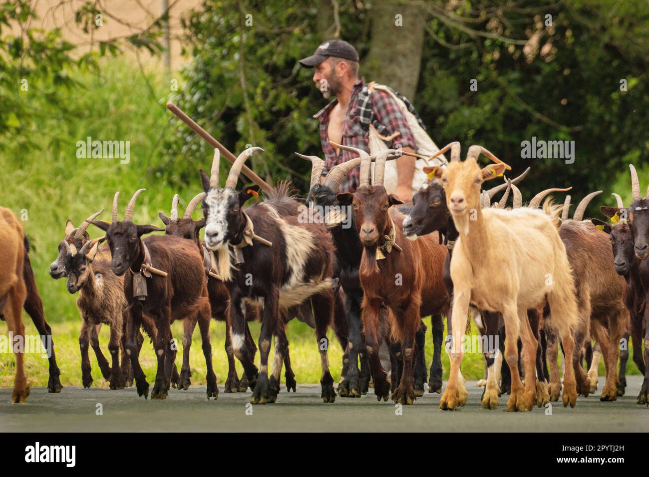 Portugal, Azores, Sao Miguel Island, Gorreana, Goats and goat herder ...