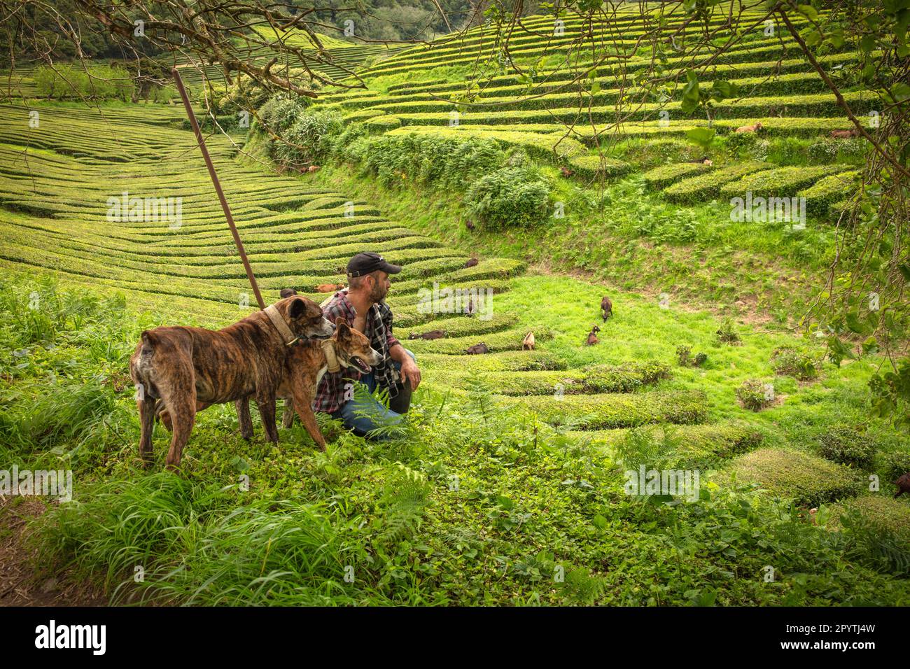 Portugal, Azores, Sao Miguel Island, Gorreana, Tea plantation and ...