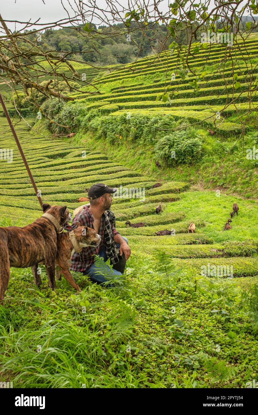 Portugal, Azores, Sao Miguel Island, Gorreana, Tea plantation and ...