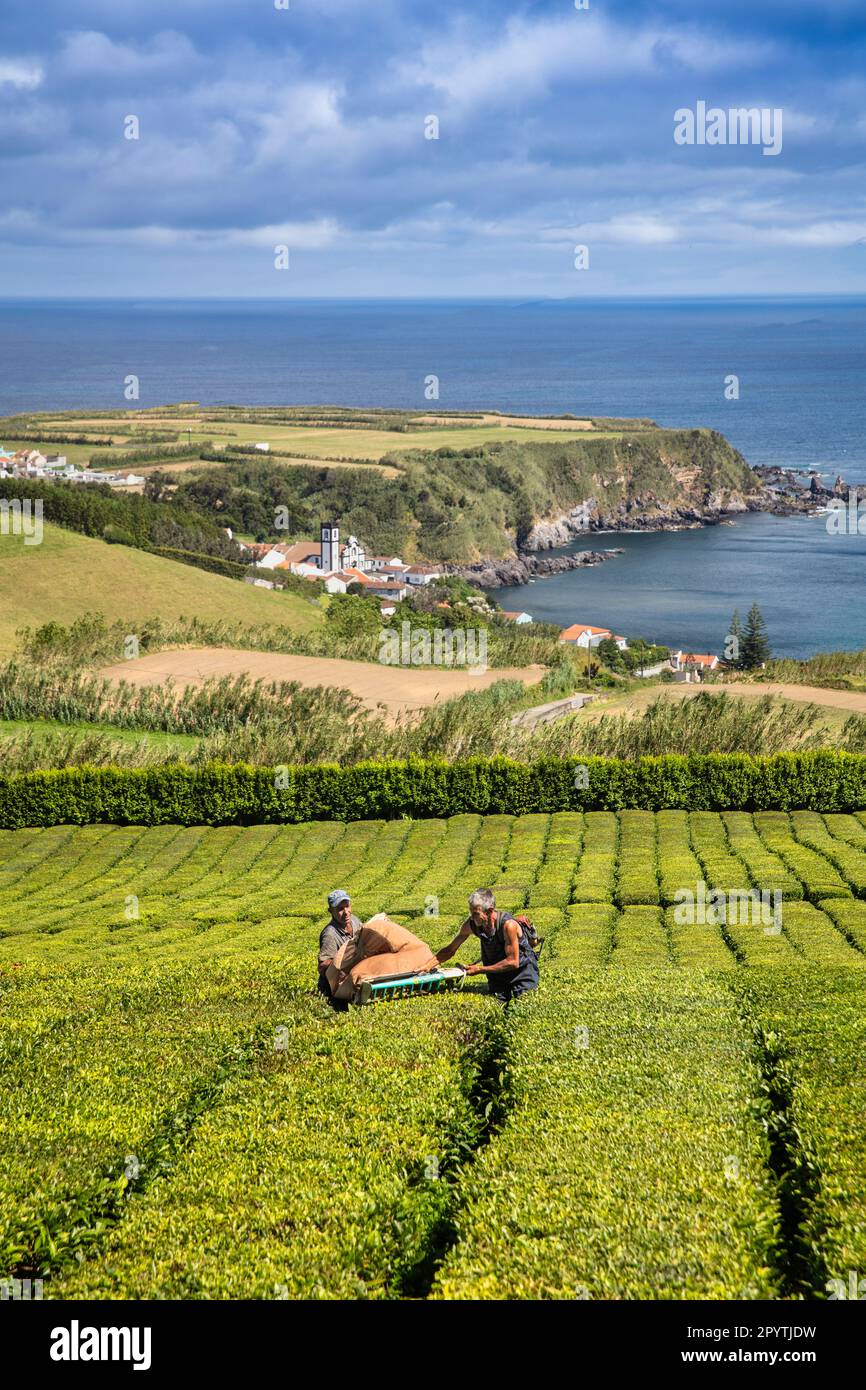 Portugal, Azores, Sao Miguel Island, Porto Formoso. Picking tea. Tea ...