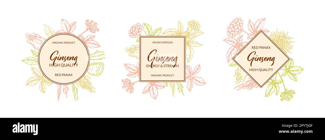 Ginseng design. Hand drawn botanical vector illustration in sketch ...