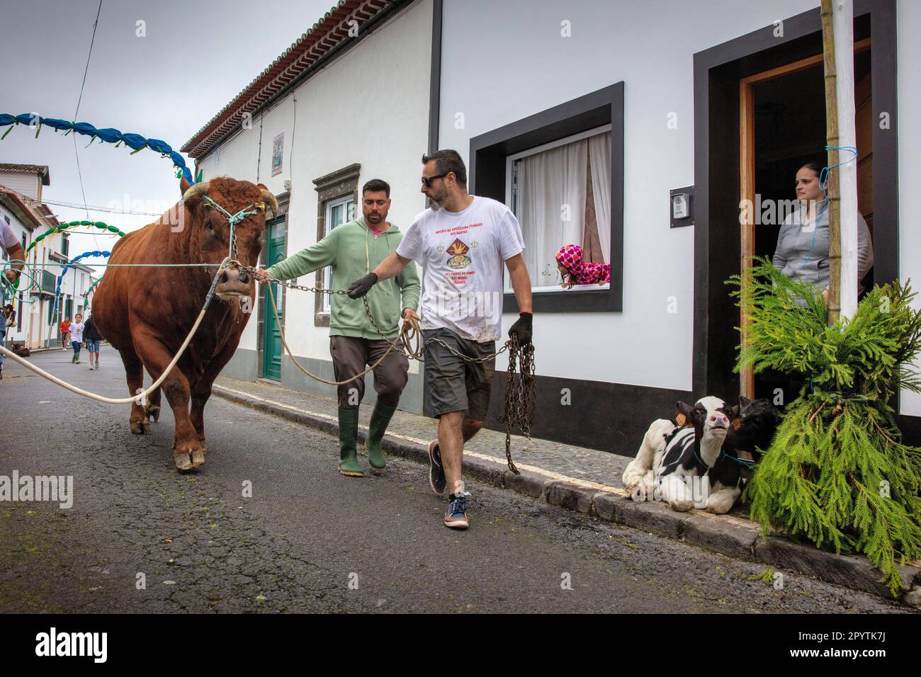 Portugal, Azores, Sao Miguel Island, Vila Franca do Campo. Cattle, bull ...