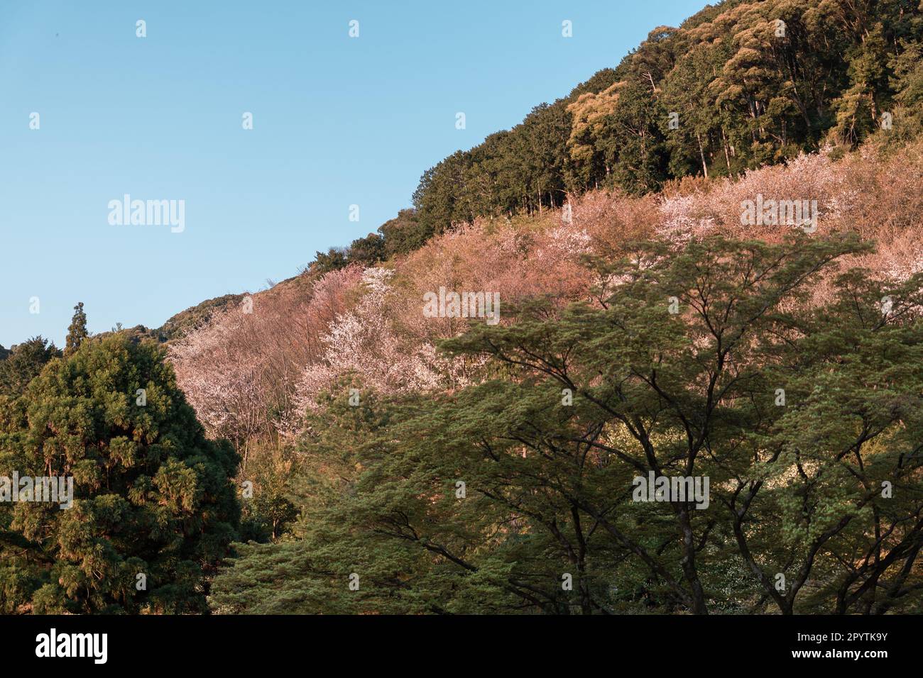 Pink cherry blossom trees on mountain hi-res stock photography and ...
